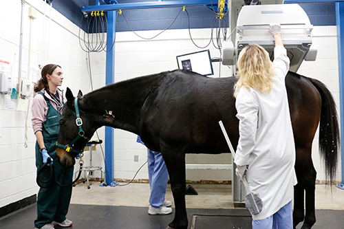 Back on Track - University of Wisconsin School of Veterinary Medicine