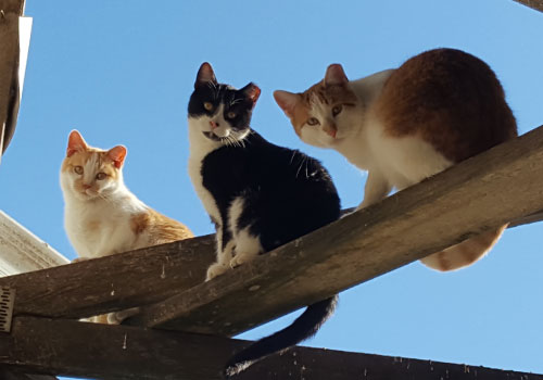 Cut and Save: SVM Students and Alumni Snip Away at Cat Overpopulation ...