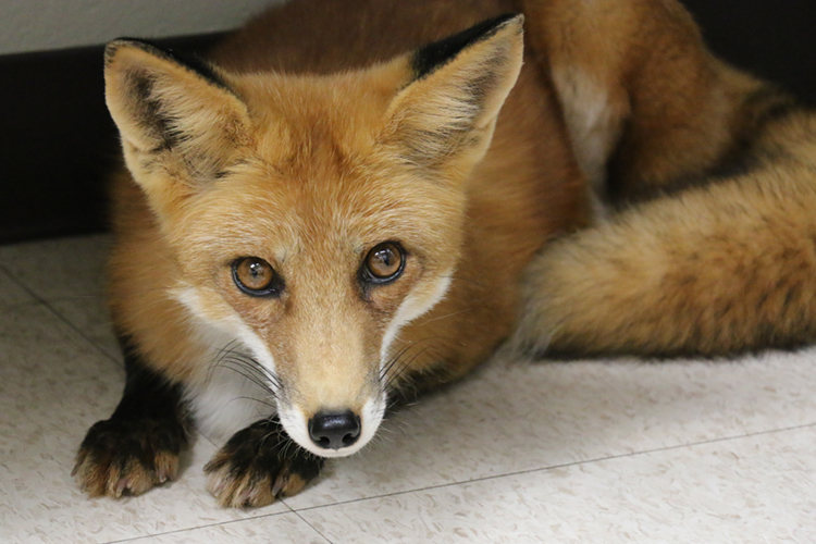 A Wildlife Win-Win - University of Wisconsin School of Veterinary Medicine