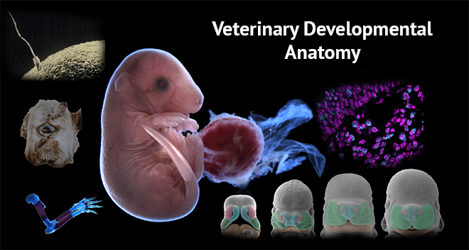 Teaching - University of Wisconsin School of Veterinary Medicine