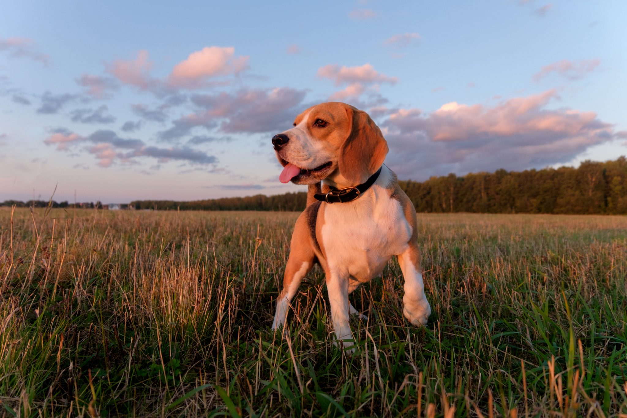 New Canine Study Investigates Cancers and Exposure to Environmental ...