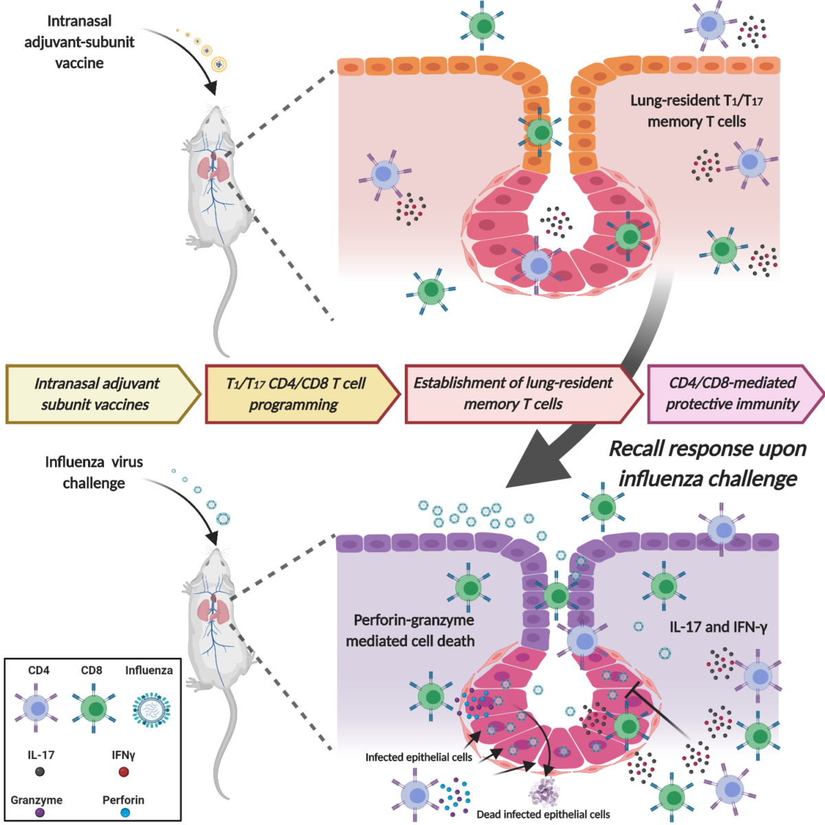 New Vaccine Strategy Harnesses ‘Foot Soldier’ T-Cells To Provide ...
