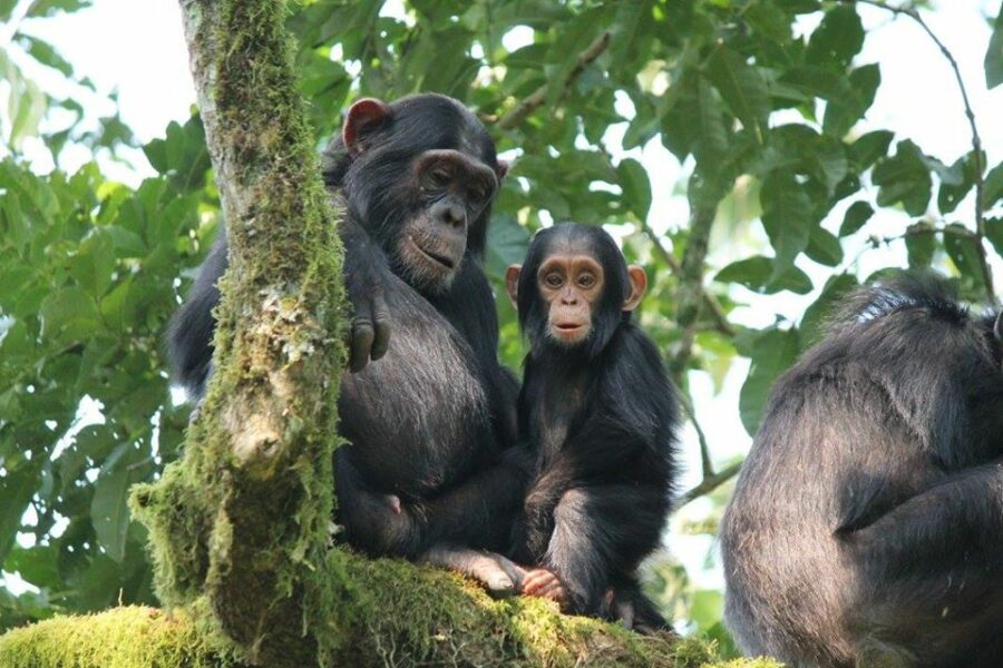 SVM Student Wins Inaugural One Health Scholarship to Study Links in ...