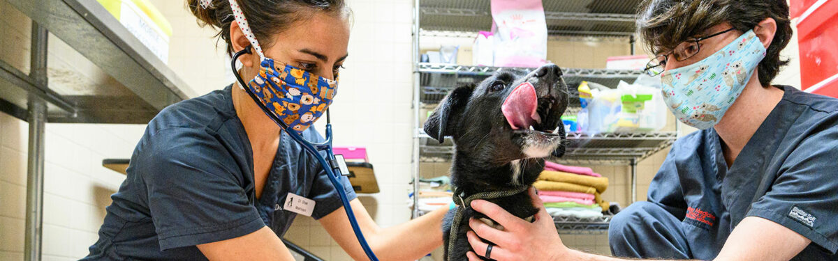 University of Wisconsin School of Veterinary Medicine