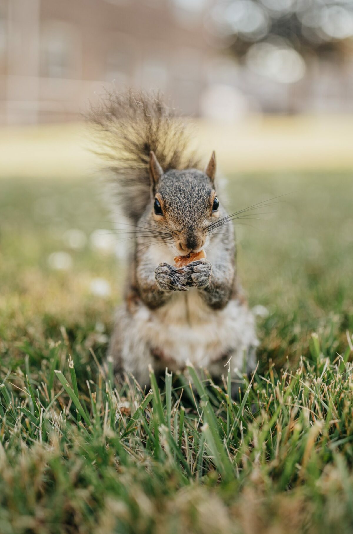 Celebrating Squirrels, the Ecosystem’s Greatest Gardeners - University ...