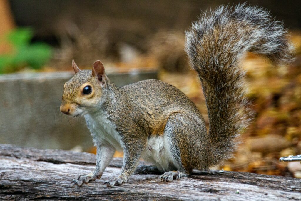 Celebrating Squirrels, the Ecosystem’s Greatest Gardeners - University ...