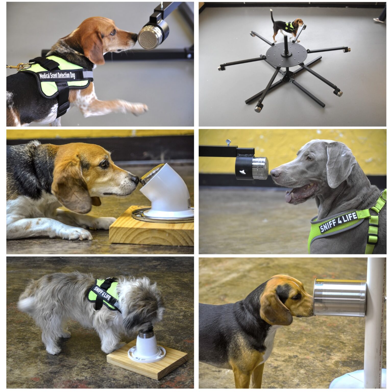 Research Suggests Dogs Can Be Trained to Sniff Out Cancer in Other Dogs ...