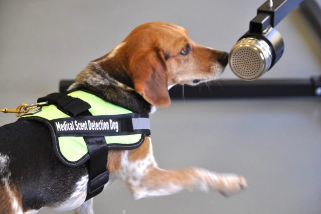 Research Suggests Dogs Can Be Trained to Sniff Out Cancer in Other Dogs ...