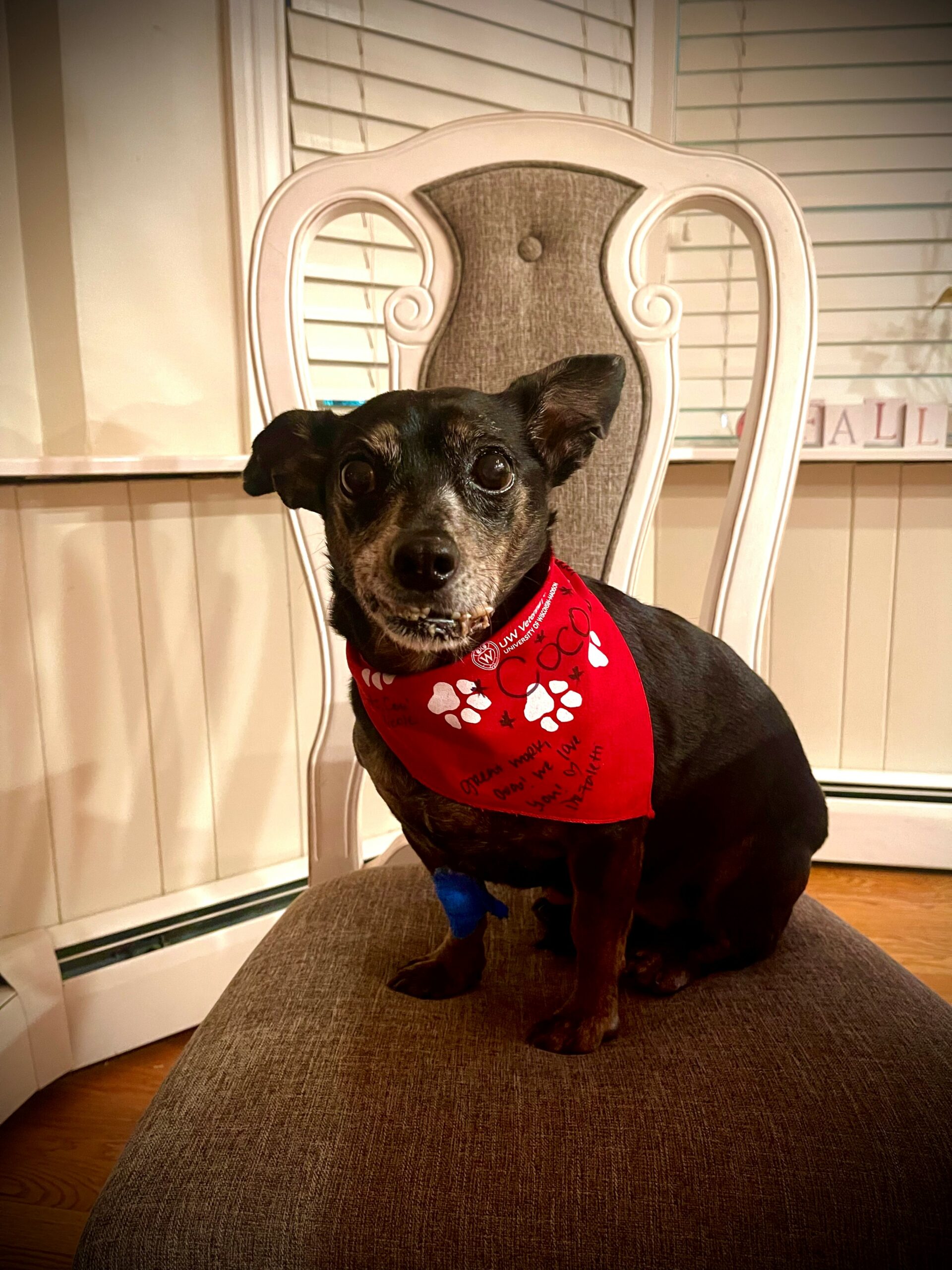 Petco Cancer Treatment Fund Helps Coco and Her Owner Overcome Illness ...