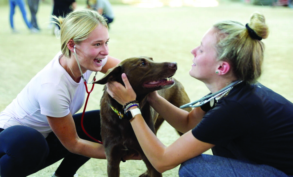 UW–Madison Offers New Major in Animal and Veterinary Biosciences ...