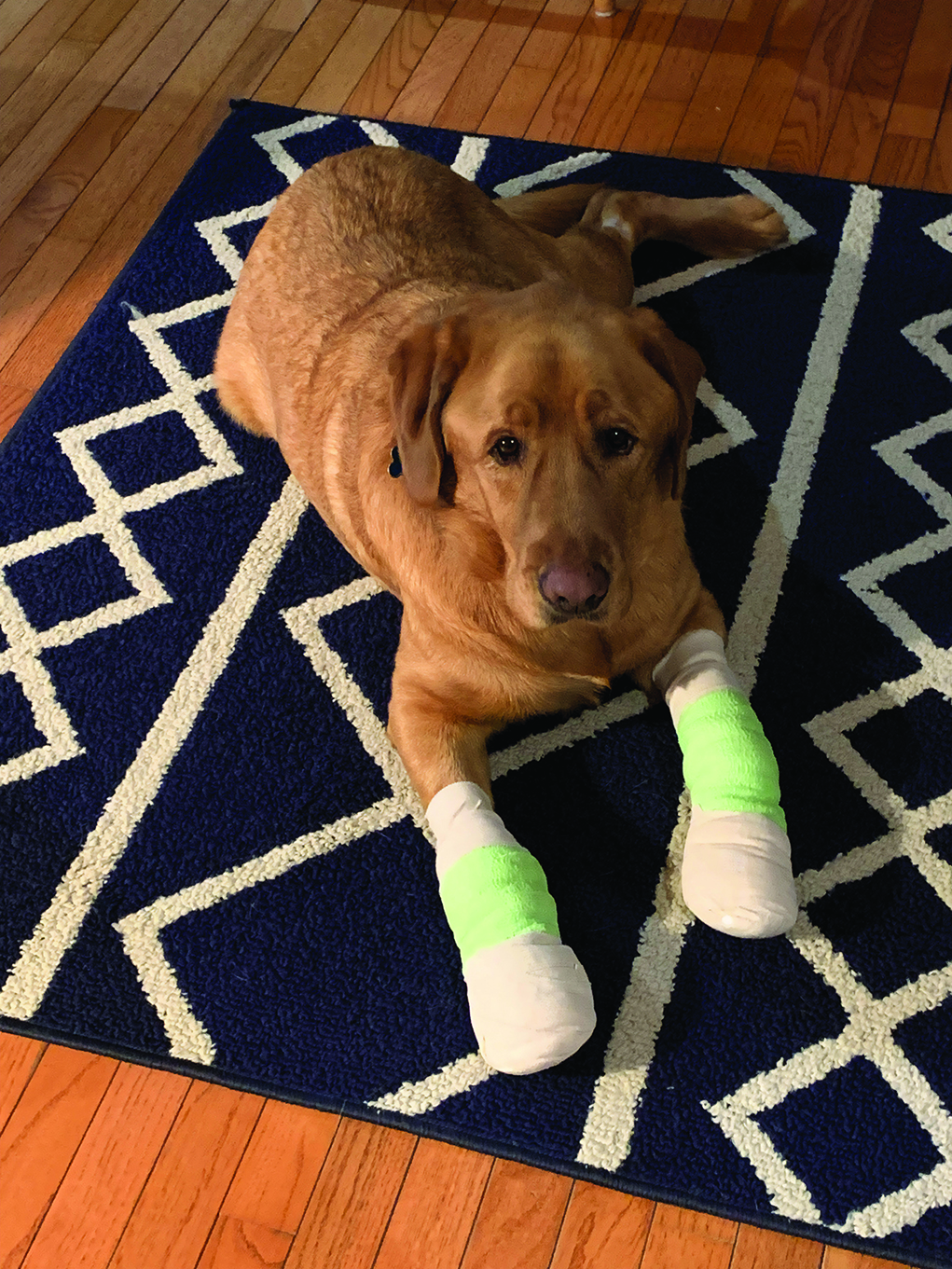 Rufus Gets His Groove Back - University of Wisconsin School of ...