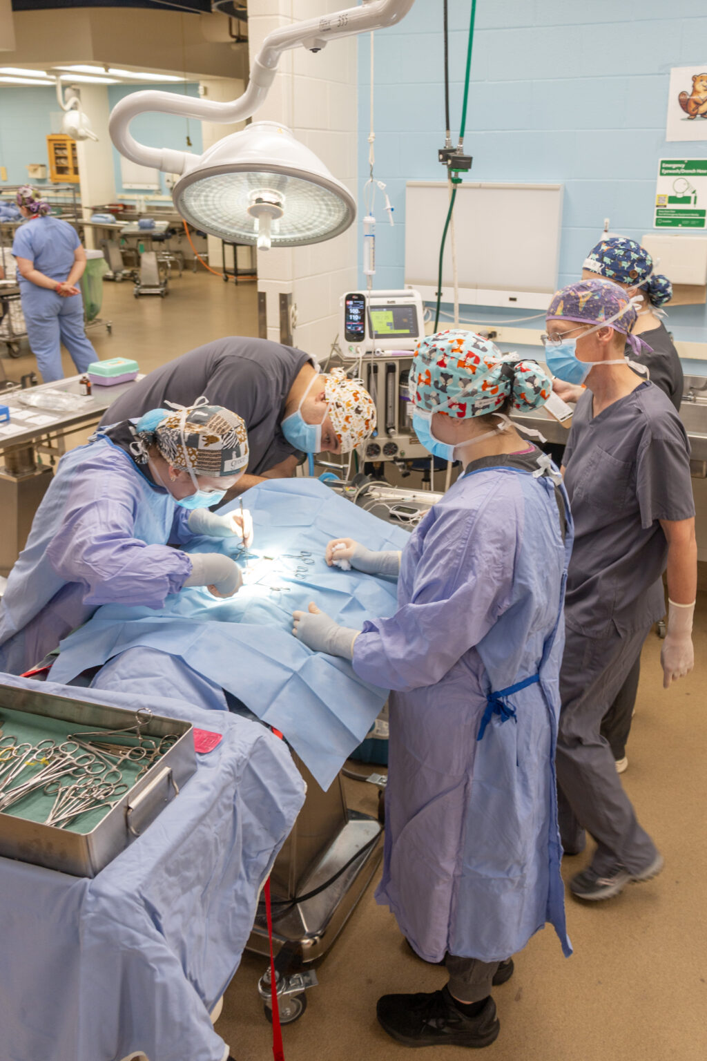 'A pivotal moment': UW Vet Med students hone surgery skills in critical ...